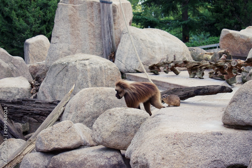 gelada baboons in zoo enclosure Stock Photo | Adobe Stock