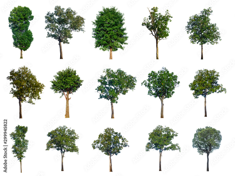 tree on white background, tree object, Isolated trees on white ...