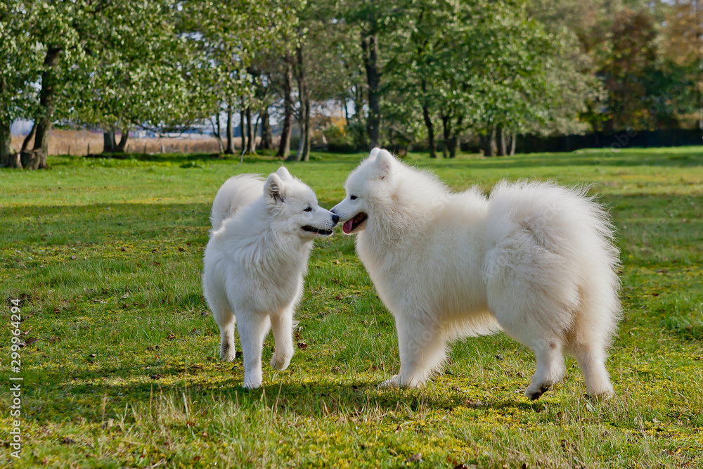 Samoyed running in a grass field. Dog walking and playing in park ...