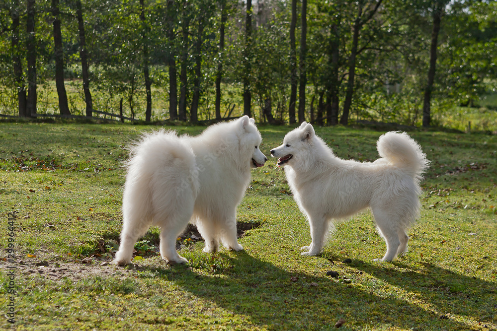 Samoyed running in a grass field. Dog walking and playing in park ...