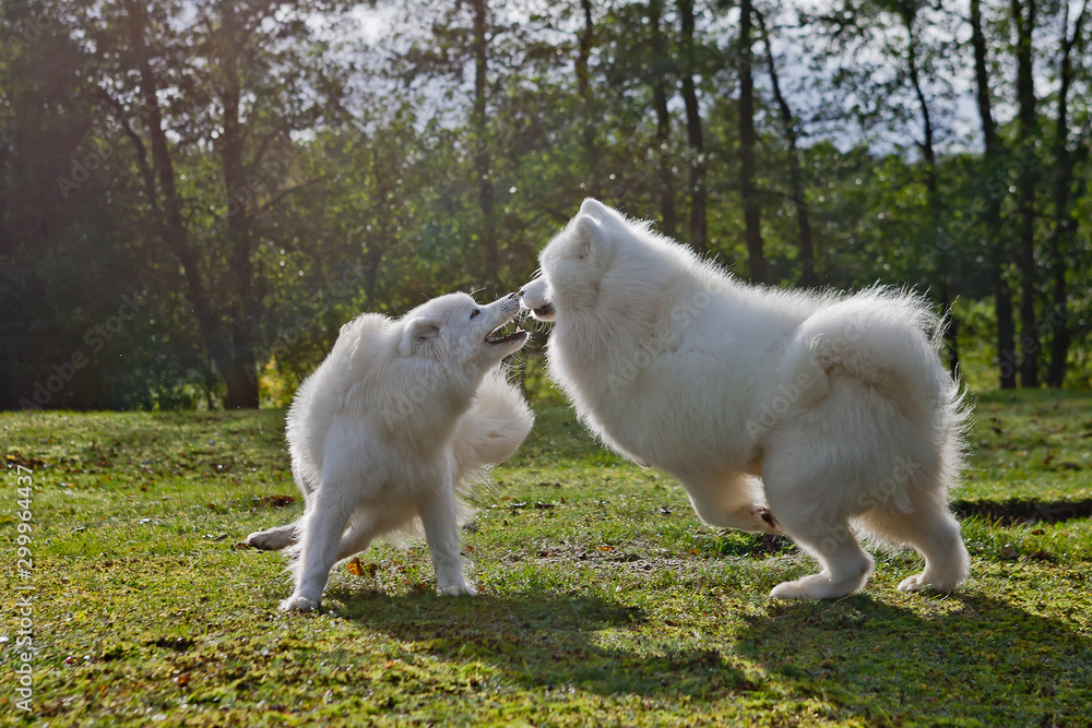 Samoyed running in a grass field. Dog walking and playing in park ...