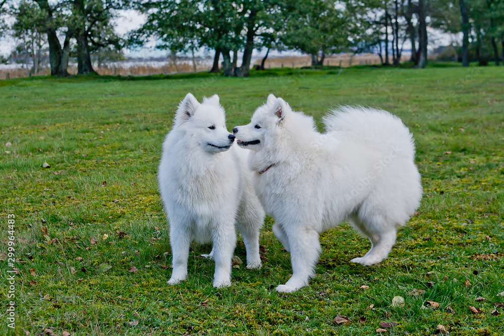 Samoyed running in a grass field. Dog walking and playing in park ...