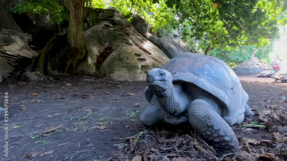 A rare species of large giant-sized turtles close-up. Type of land ...