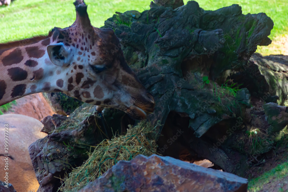 Giraffe Baringo is a characteristic animal of the African savanna Stock ...