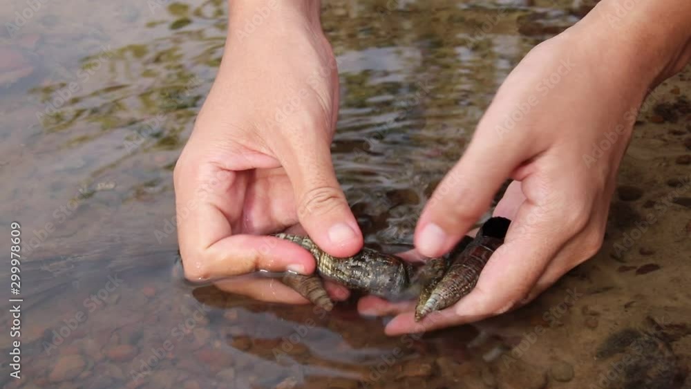 Hands washing and foraging edible west african mud creeper or ...