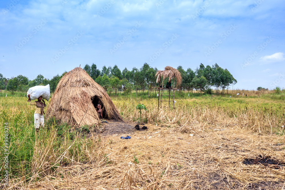 Mixed crop farming of Finger millet (Eleusine coracana) and Maize (Zea ...