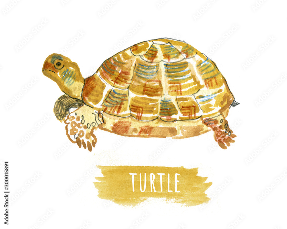 Watercolor hand drawn yellow turtle. Illustration of turtles on the ...
