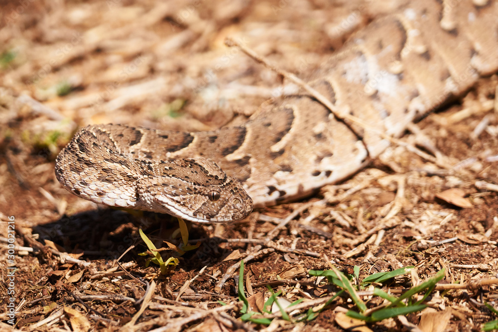 Baby puff adder on the ground between branches, twigs and leaves Stock ...