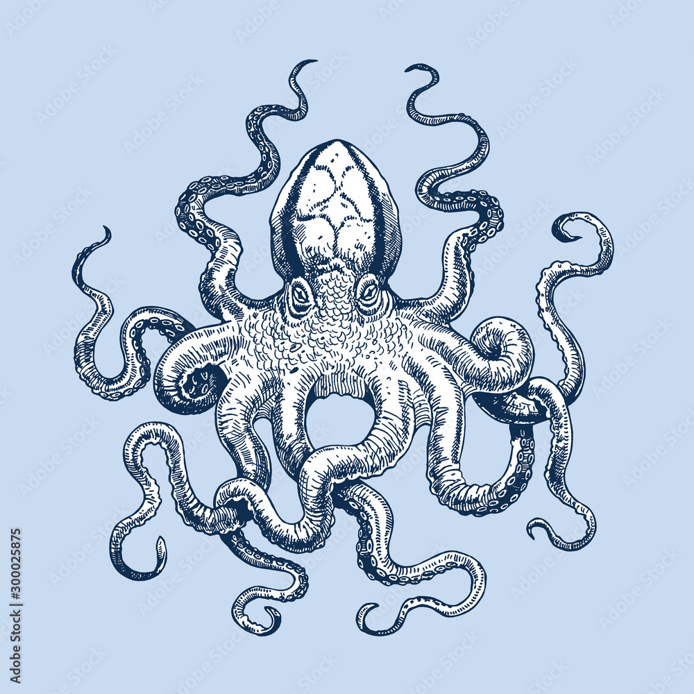 Angry Octopus Drawing