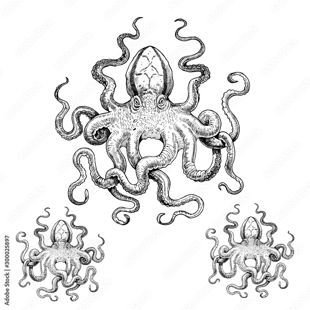 Mystical octopus drawing. Gigantic mollusk illustration. Handmade ...