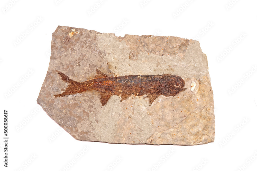 Fish Fossil (Lycoptera davidi) from Liaoxi, Liaoning province China ...