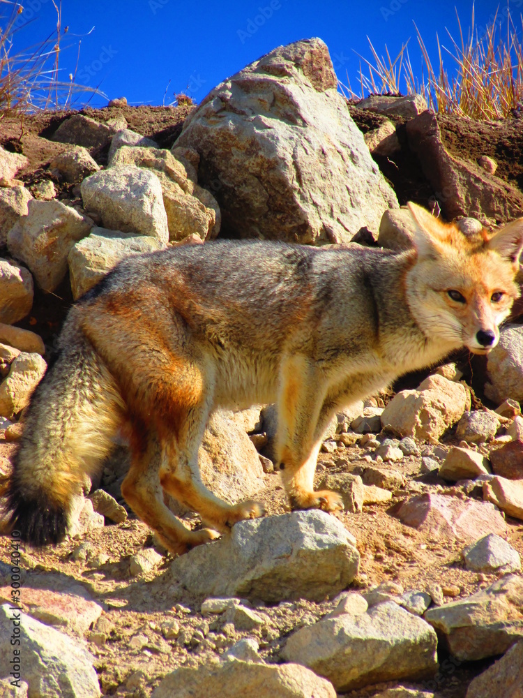 Flora and Fauna: andean fox / Zorro culpeo (Lycalopex culpaeus). Maule ...