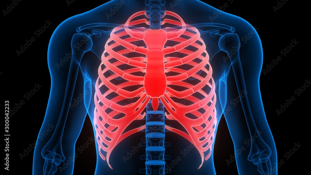 Rig Cage of Human Skeleton System Anatomy Stock Illustration | Adobe Stock