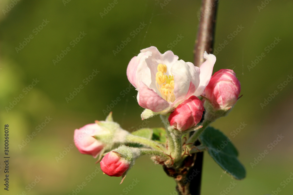 Profusely flowering young apple tree in a village home orchard. Spring ...