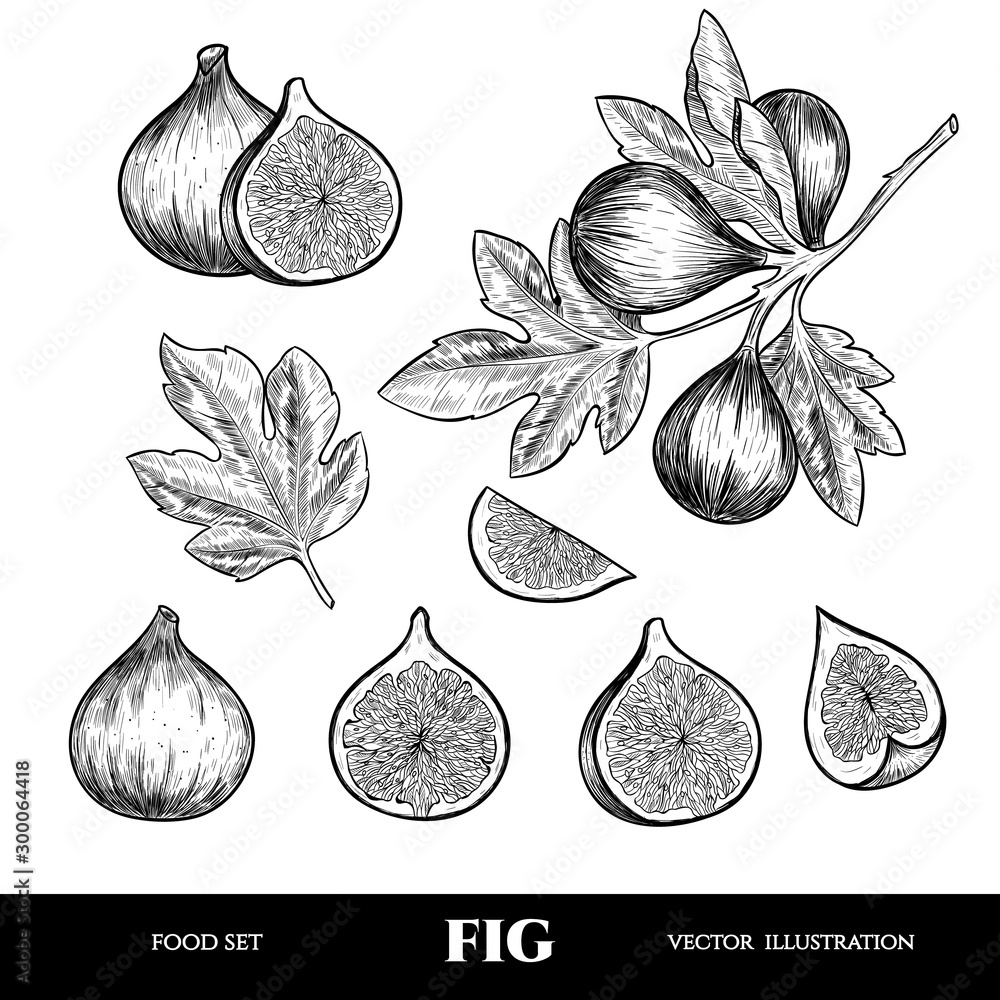 Vector figs hand drawn sketch. Sketch vector food illustration. Vintage ...