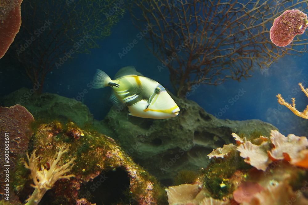 Lagoon triggerfish (Rhinecanthus aculeatus), also known as the Blackbar ...