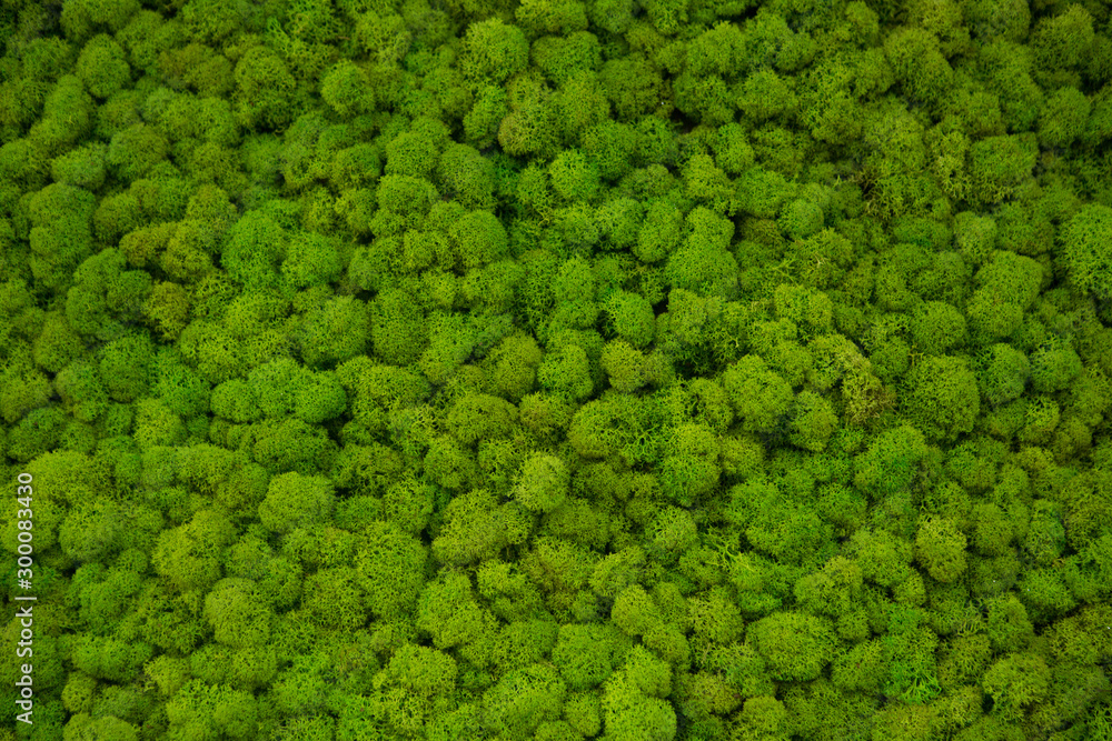 decorative moss for interior decoration. Stock Photo | Adobe Stock
