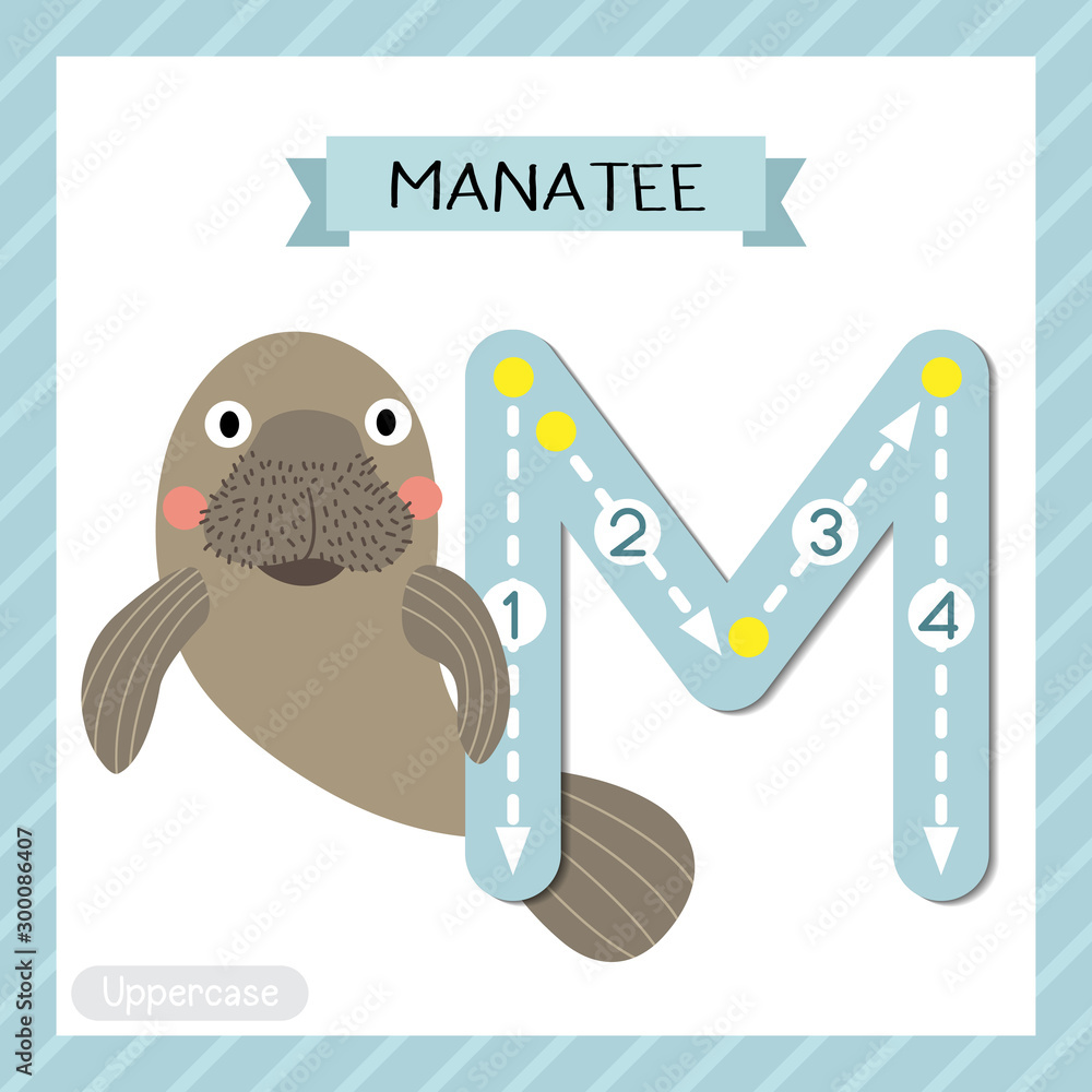 Letter M uppercase tracing. Manatee Stock Vector | Adobe Stock