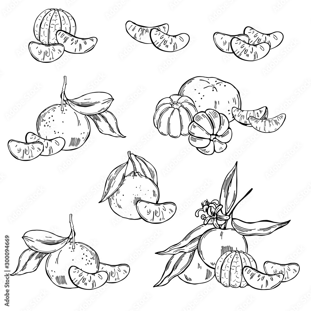 Hand drawn tangerines on white background. Vector sketch illustration ...