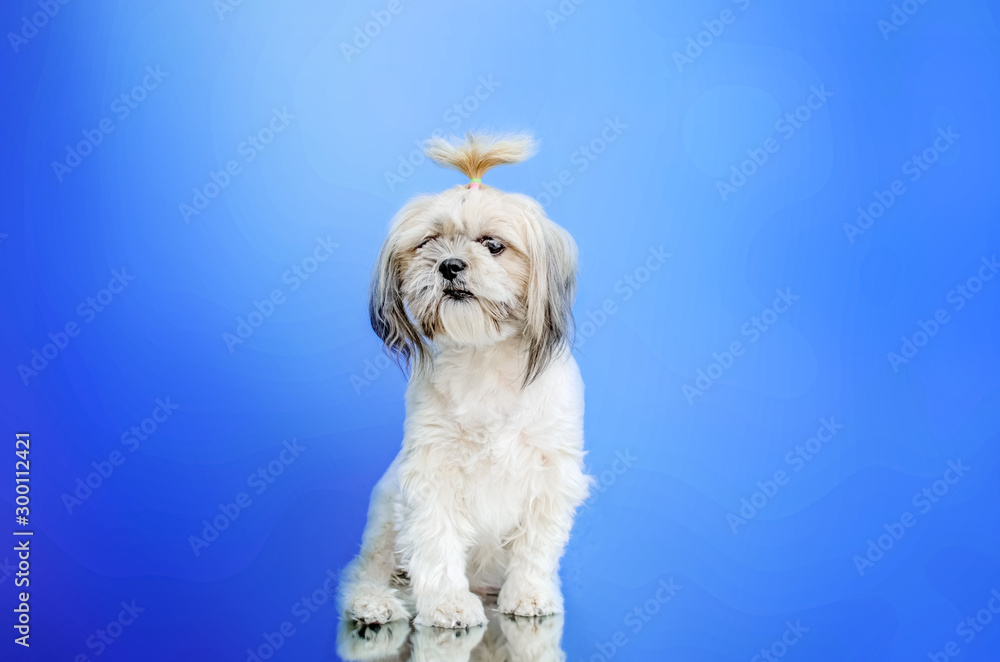 Lhasa Apso Dog Hairstyles