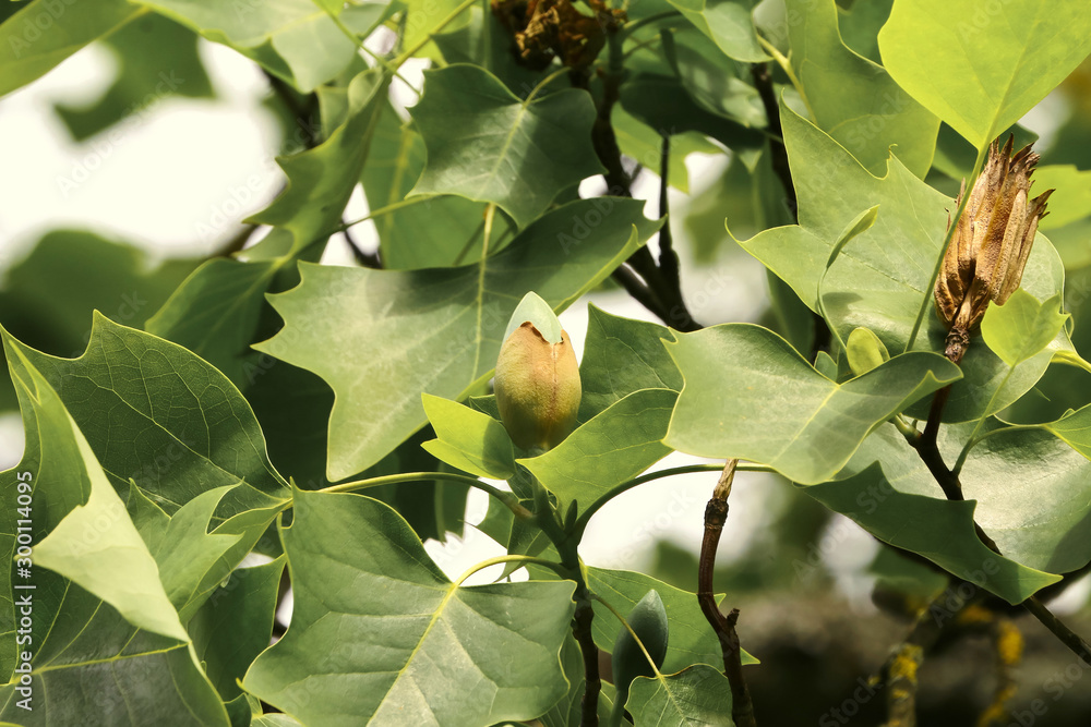 Blute Des Tulpenbaumes
