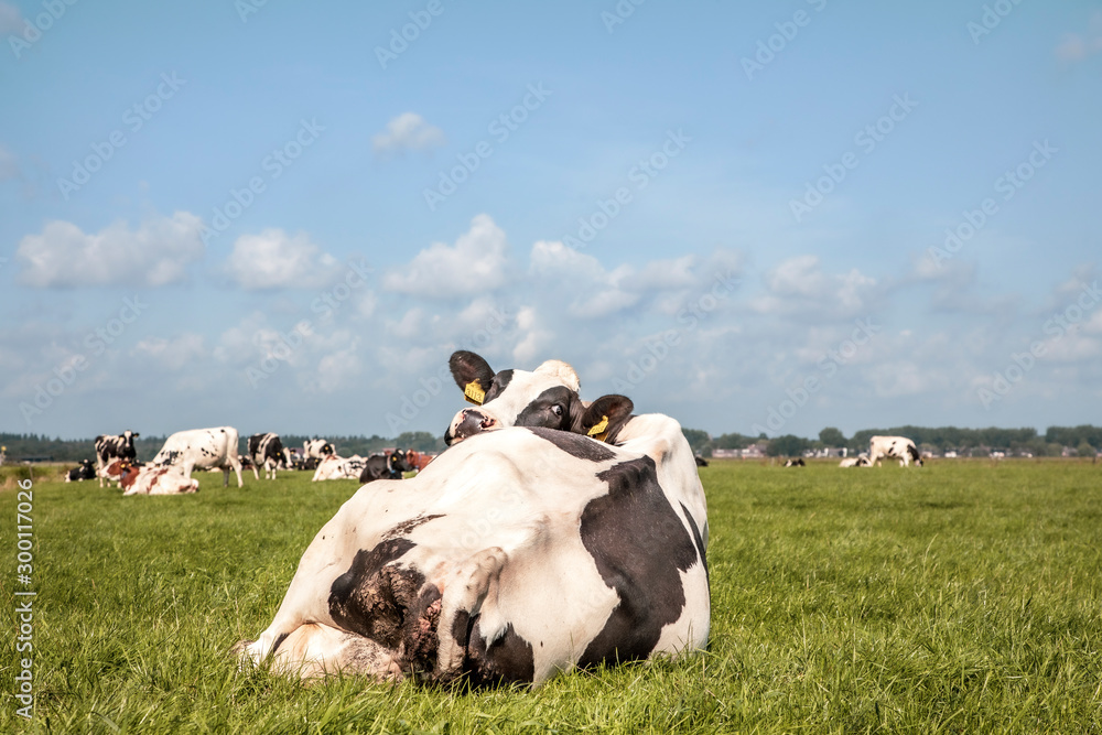 Cow looks back over her shoulder lying in the grass Stock Photo | Adobe ...