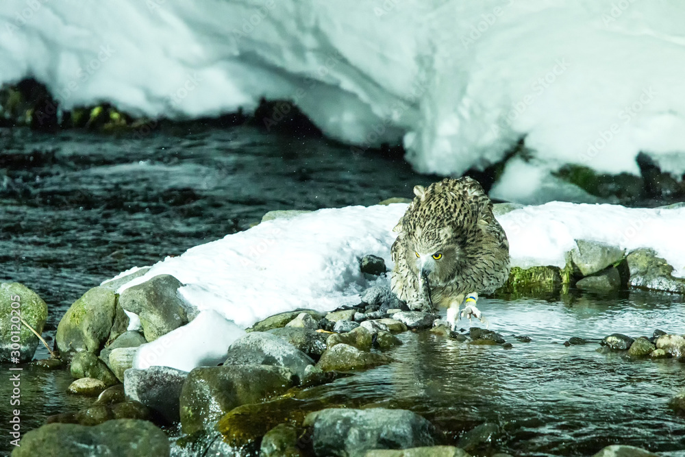 Blakiston's fish owl, bird hunting in fish in cold water creek, unique ...
