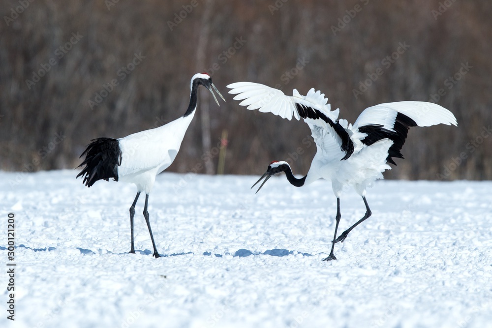Dancing red crowned cranes (grus japonensis) with open wings on snowy ...