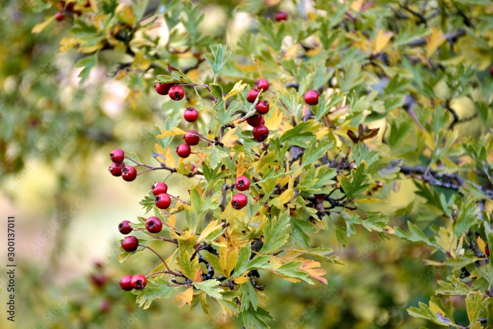 Ramas de un majuelo, Crataegus monogyna, llenas de frutos rojos ...
