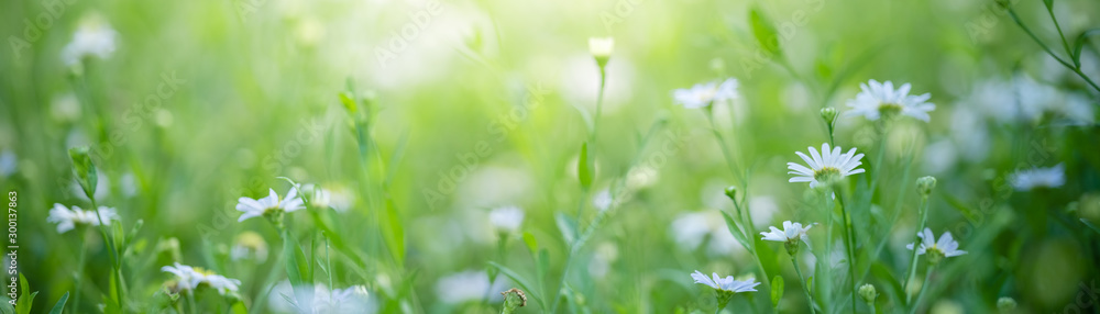 Nature of flower in garden using as cover page background natural flora ...