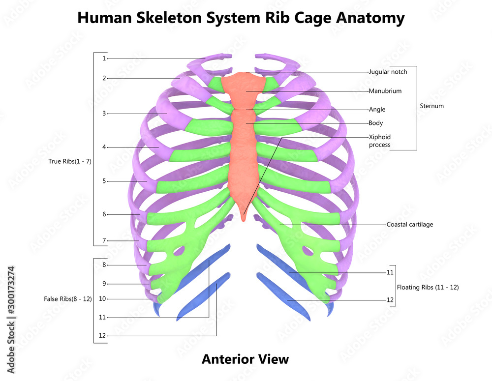 Human Skeleton System Rib Cage with Detailed Labels Anatomy Anterior ...