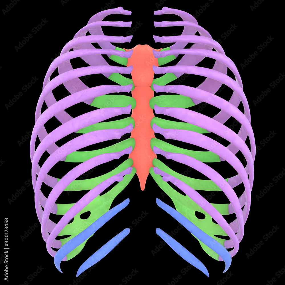 Human Skeleton System Rib Cage Anatomy Posterior View Stock ...