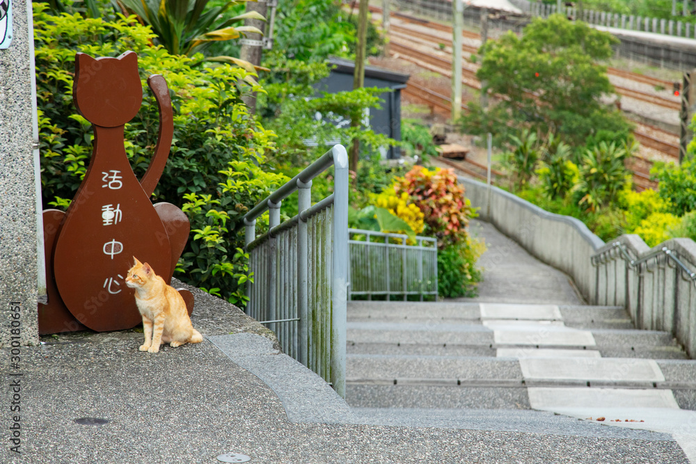 Cats in Houtong Cat Village,Taiwan is famous for its cat population ...