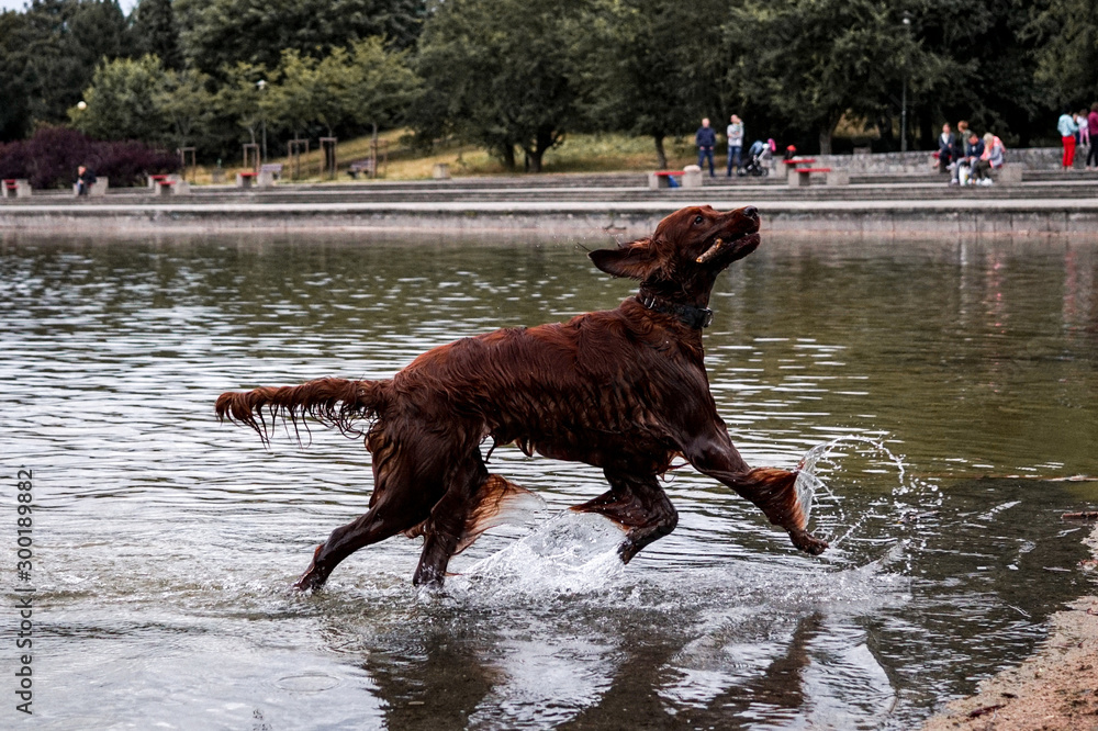 Why Do Dogs Like Chasing Sticks