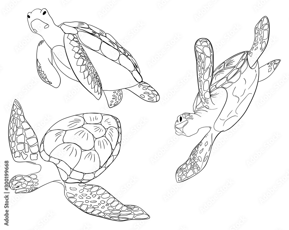 Vector set of sea turtle isolated white background Stock Vector | Adobe ...