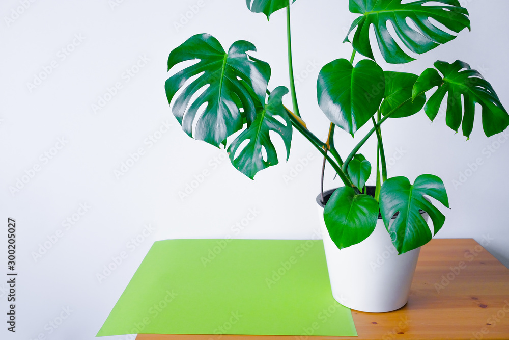 Beautiful leaves of Monstera on a background of white walls. Monstera ...