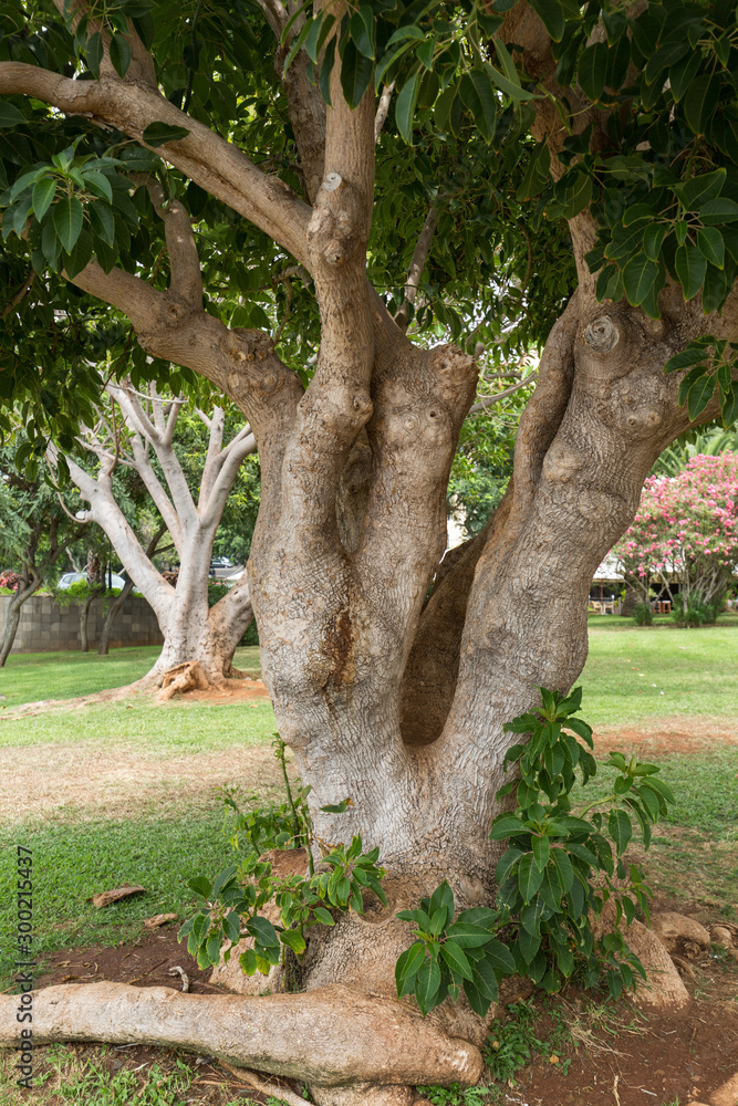 Southern Magnolia, Magnolia grandiflora - old magnolia tree in funchal ...