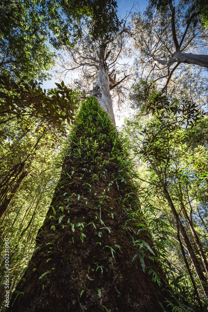 tree in Australian rain forest Stock Photo | Adobe Stock