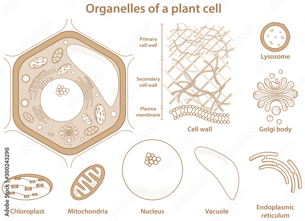 Organelles of a plant cell. Eukaryotic cell biomedical illustration ...