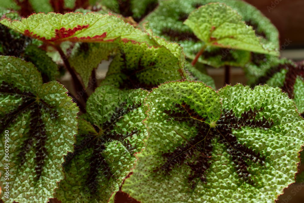 Close-up of begonia. Begonia close-up. Big green leaves of begonia ...