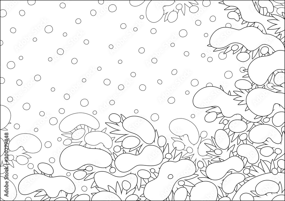 Snow-covered fir-tree branches on a snowy and frosty winter day, black ...