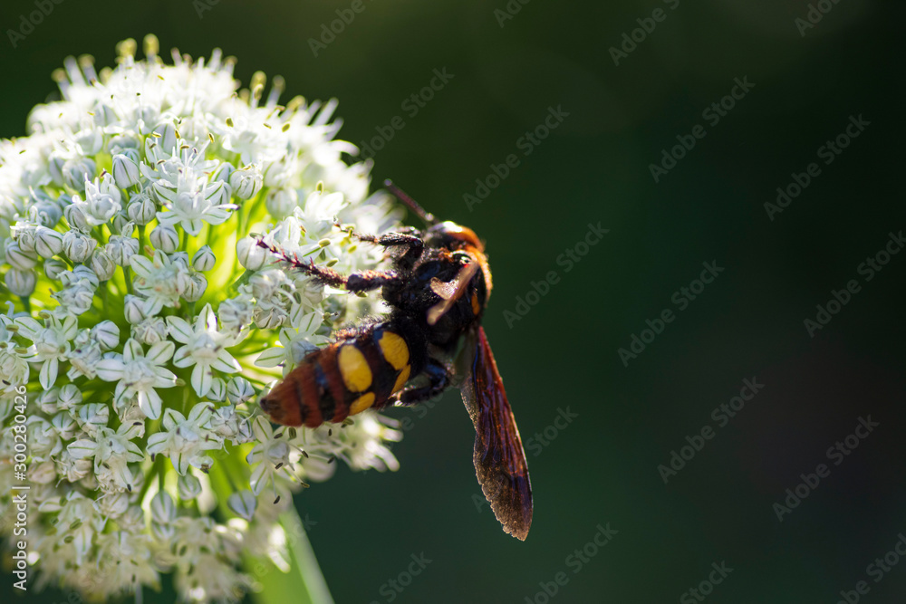 Megascolia maculata. The mammoth wasp. Scola giant wasp on a onion ...
