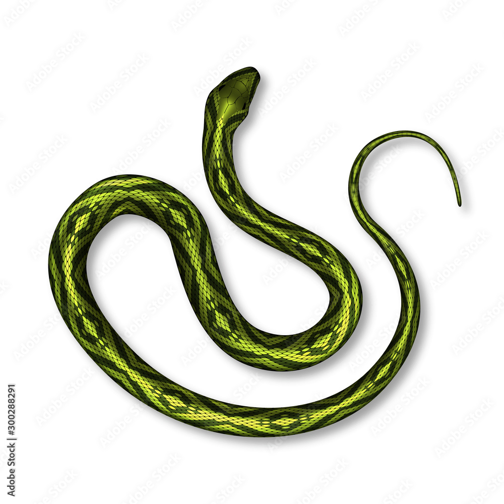 Poisonous Snake With Bright Color Top View Vector. Wild Tropical Goldy ...