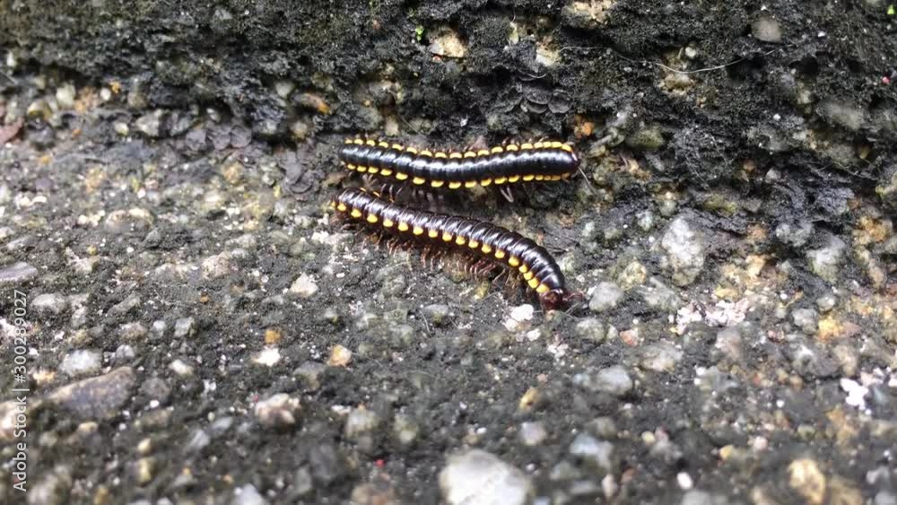 Harpaphe haydeniana commonly known as the yellow-spotted millipede or ...