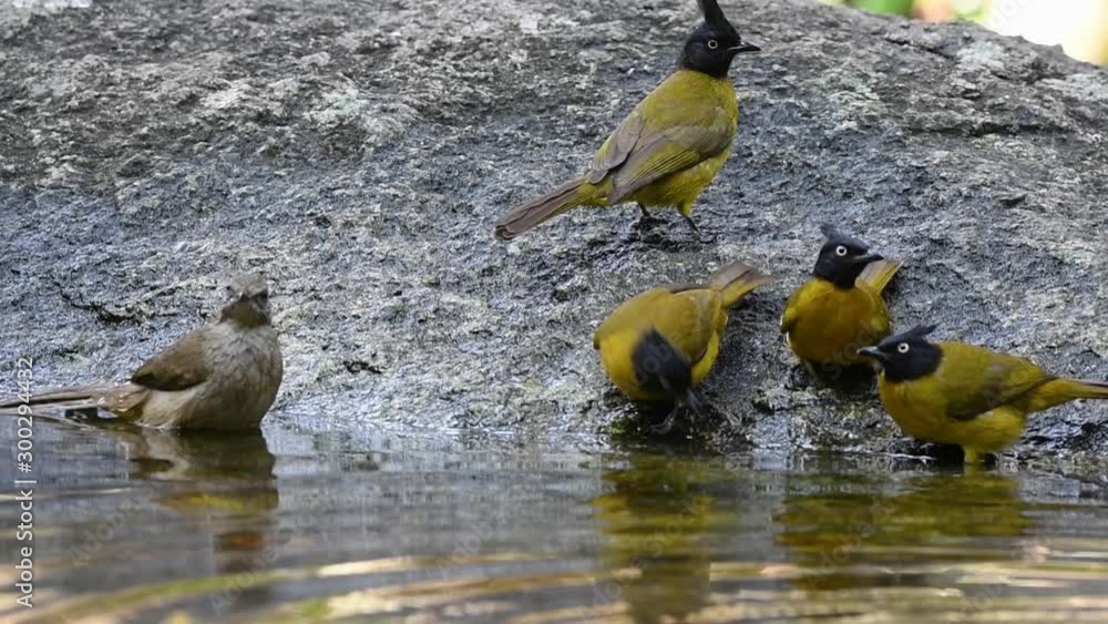 Black-crested Bulbuls,Streaked-eared Bulbul,Stripe-throated Bulbul ...