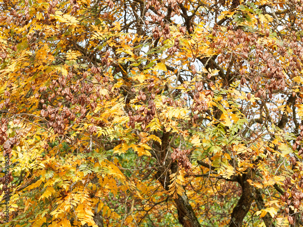 Foto de (Koelreuteria paniculata) Golden Rain tree or Varnish tree with ...