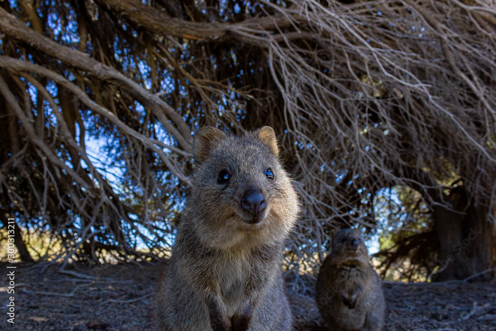 Australian Quokka on rottnest island, Perth, Australia Stock Photo ...