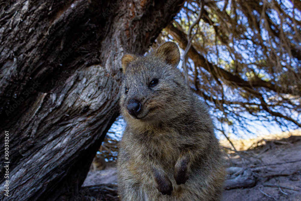 Australian Quokka on rottnest island, Perth, Australia Stock Photo ...