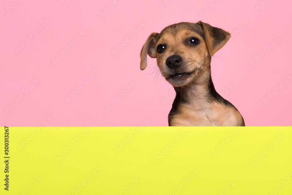 Jack Russell terrier puppy peaking over the border of a lime green ...
