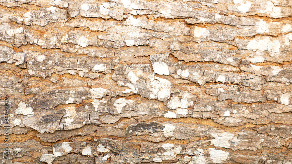 Philippine Mahogany Tree Bark